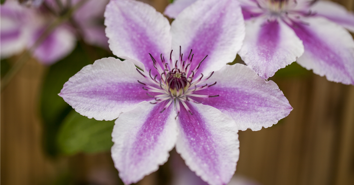 Clematis 'Darius'