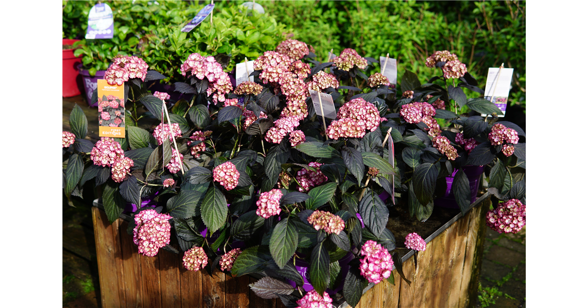 Hydrangea macrophylla 'Eclipse' ® F.E.