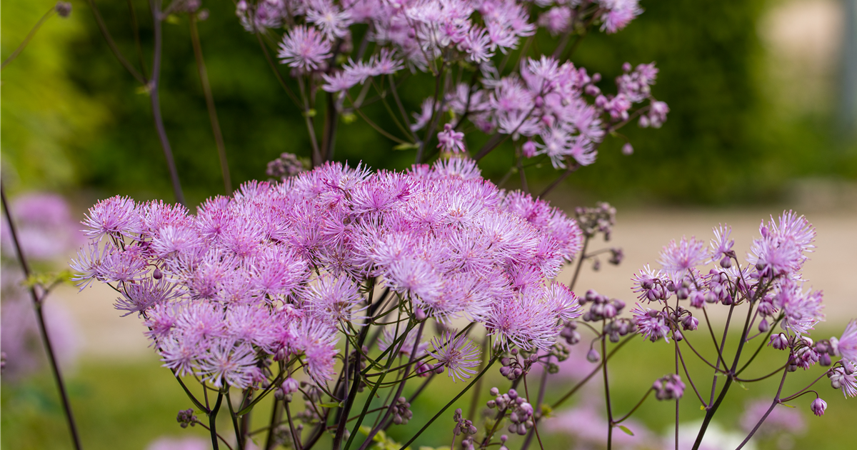 Thalictrum aquilegifolium 'Black Stockings'