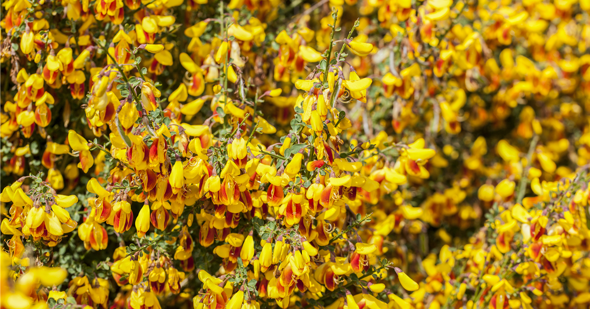 Cytisus Hybriden in Sorten