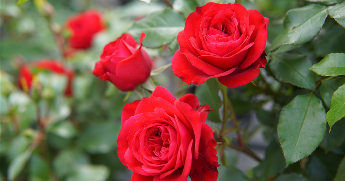 Rosa 'Rouge Meilove' -R- BT