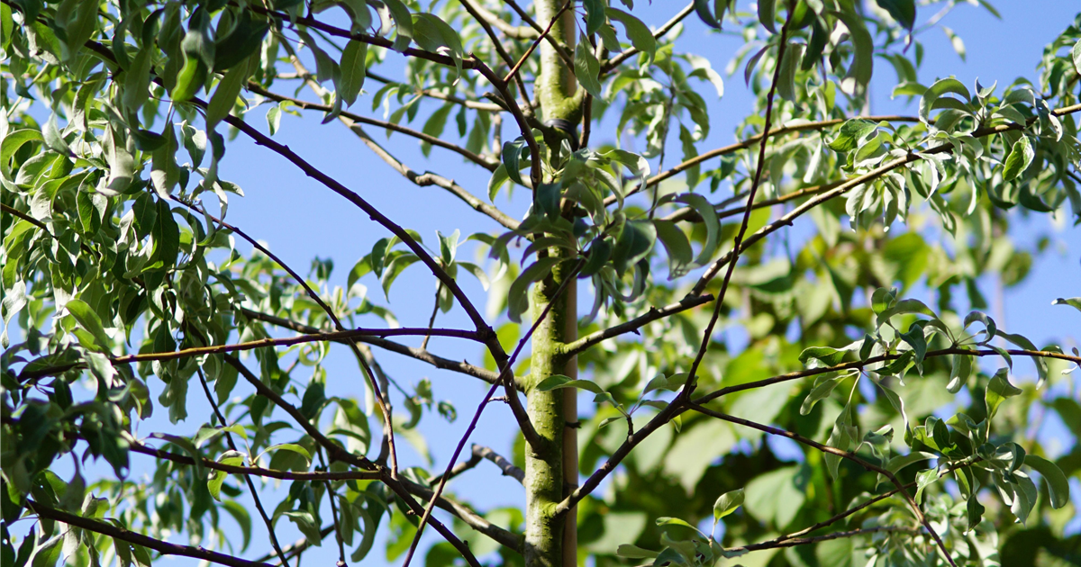 Pyrus elaeagnifolia 'Silver Sails'