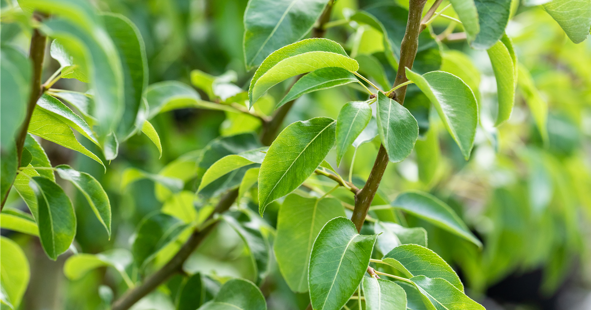 Pyrus com.'Harrow Delight' CAC