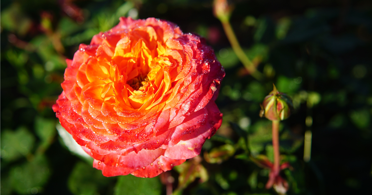 Rosa 'Meteor' -R- BT